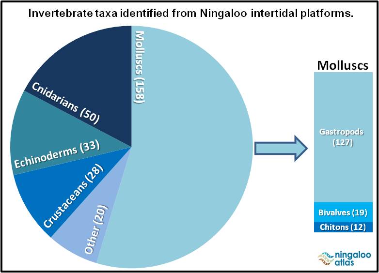 Intertidal Invertebrates At Ningaloo Reef Ningaloo Atlas